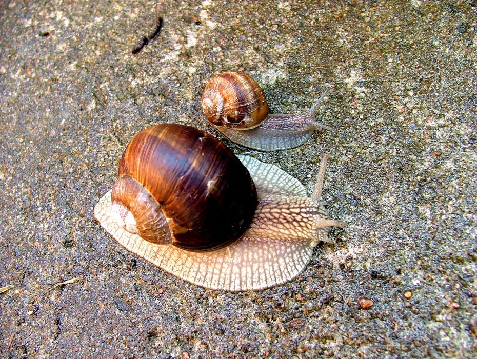 Worm Snail Conch free image download