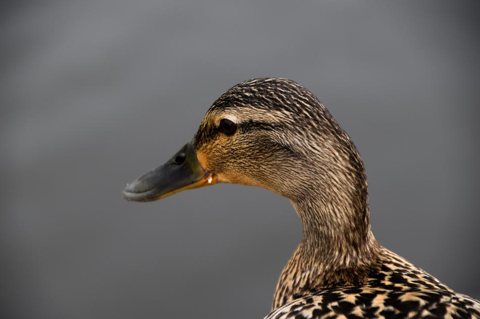 Duck Beak Nature free image download