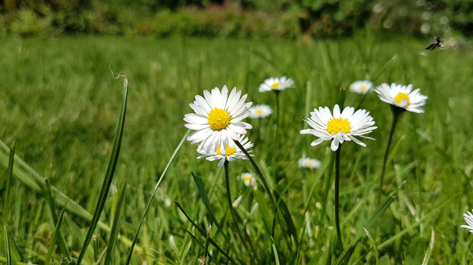 Flower Meadow Rush free image download