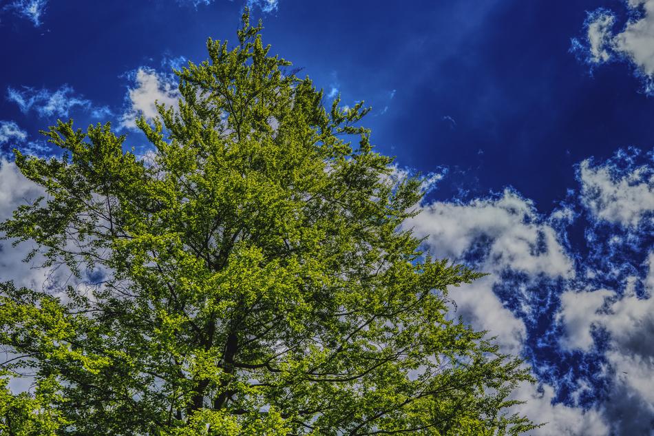 Tree Sky Clouds free image download