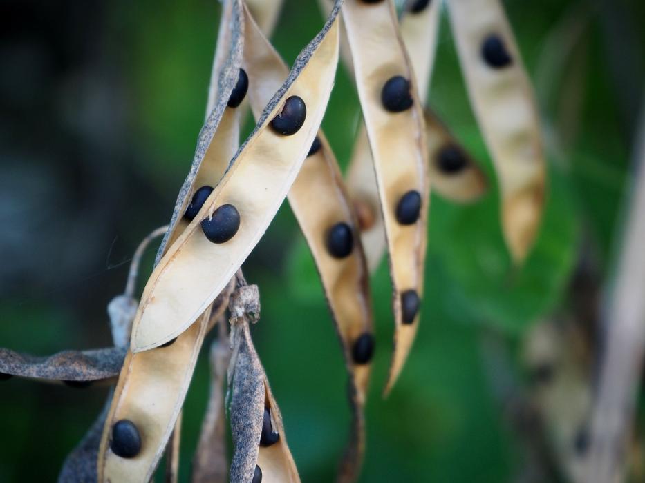 Seeds Tree Nature free image download