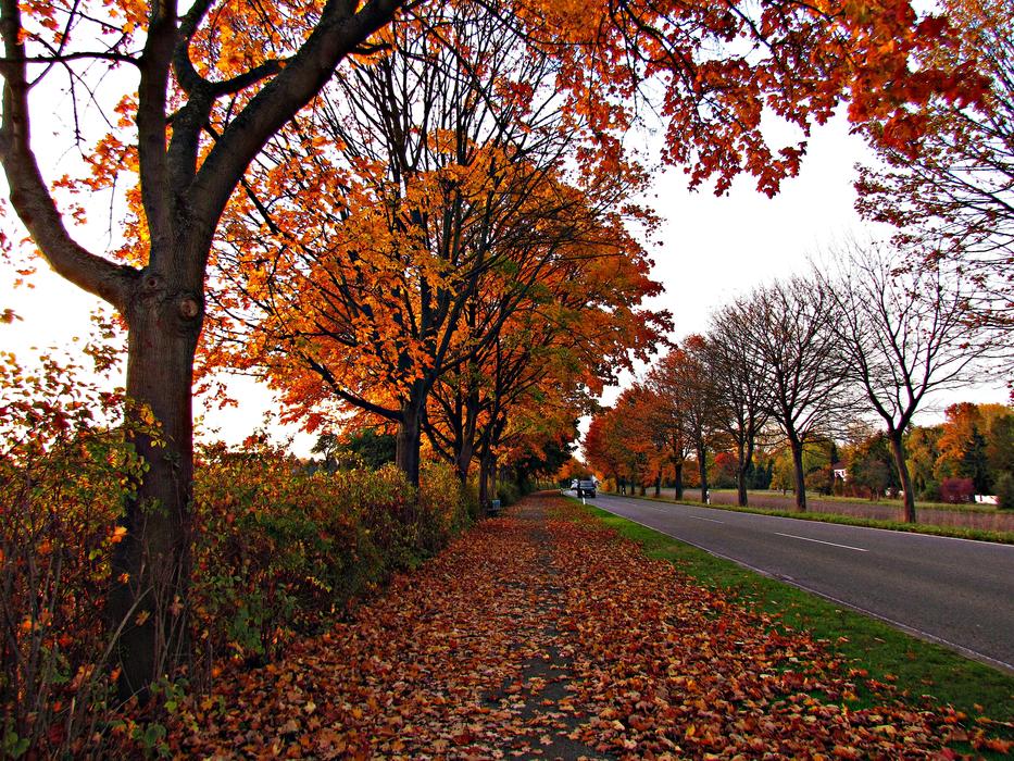 Autumn Red Way free image download