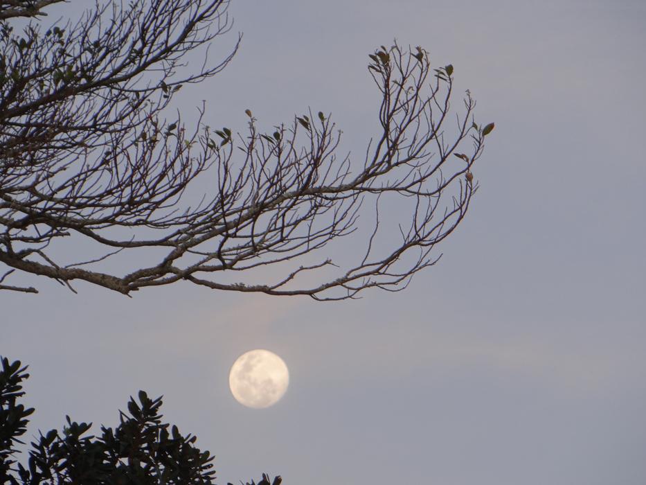 Moonlight Moon Tree free image download
