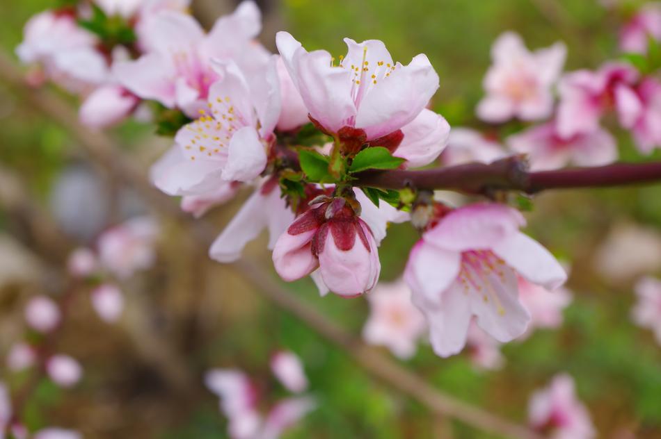 Spring Flower free image download
