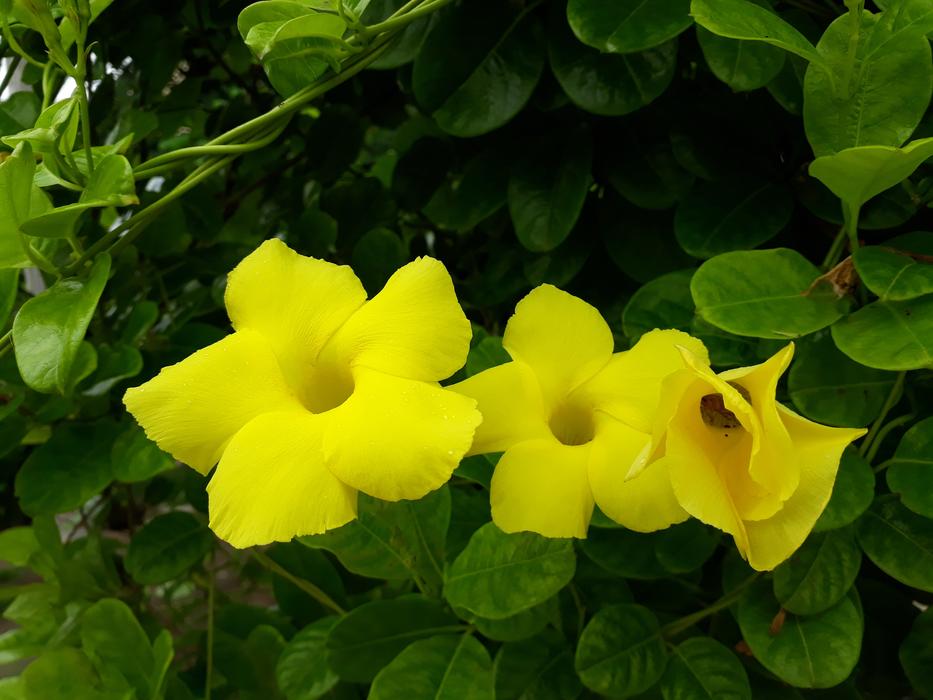 Flowers Nature Scene free image download