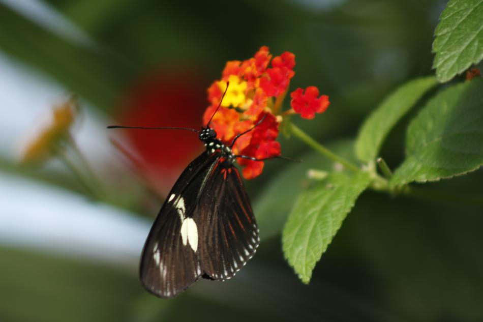 Butterfly Nature Spring free image download