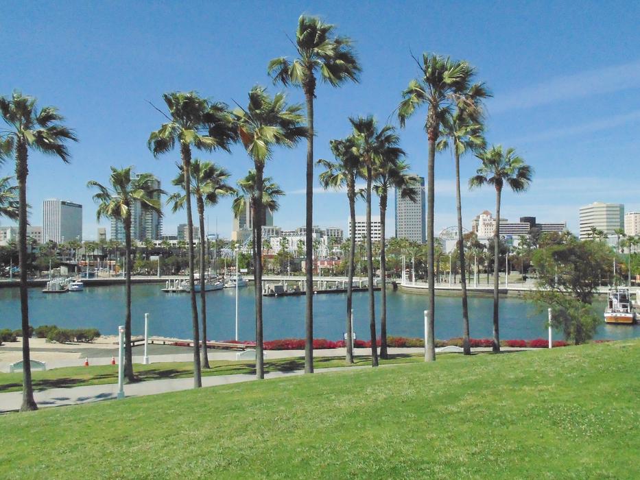 Palm Trees Marina free image download