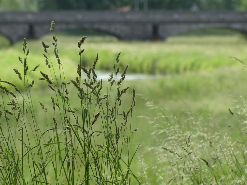 Little wild plants in the field free image download