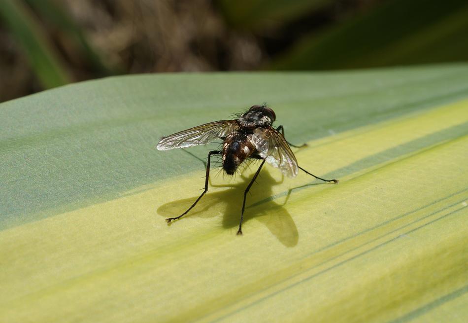 Nature Insect Fly free image download