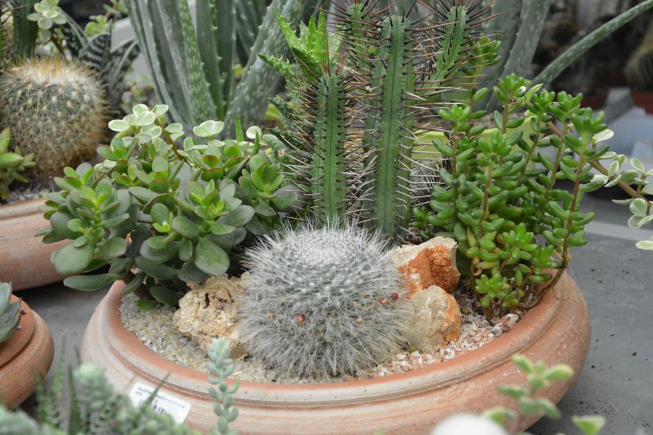Plants Fat Cactus Pot free image download