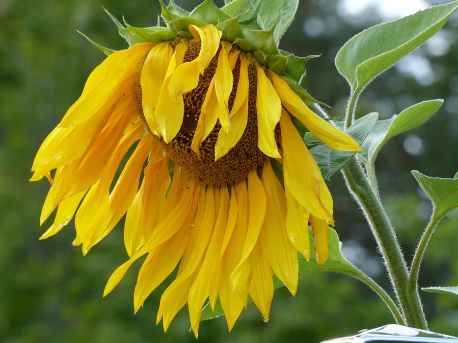 Sunflower Stem Flower free image download