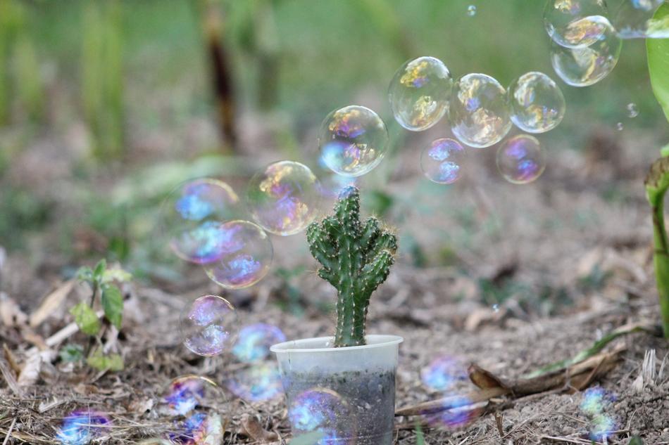 Cactus Bubbles Garden free image download