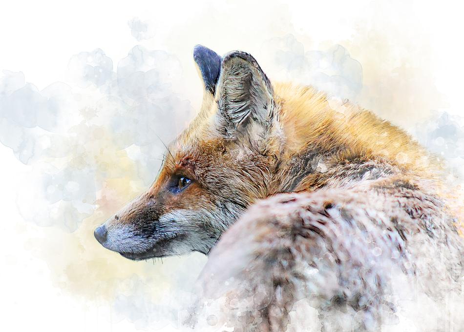 Fox Beast Predator free image download