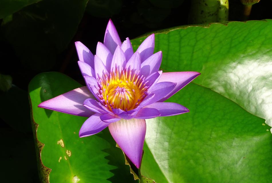 Lily Flower Nymphaea Tina free image download