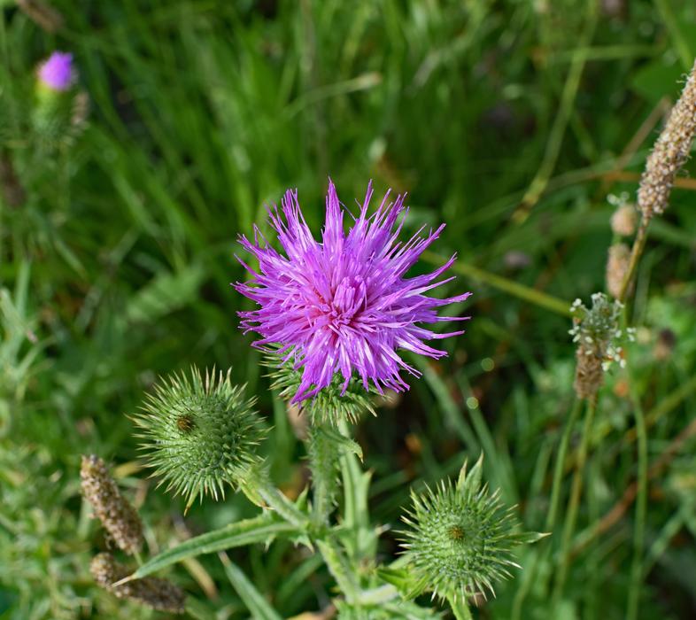 Common Thistle Top Down Wildflower free image download
