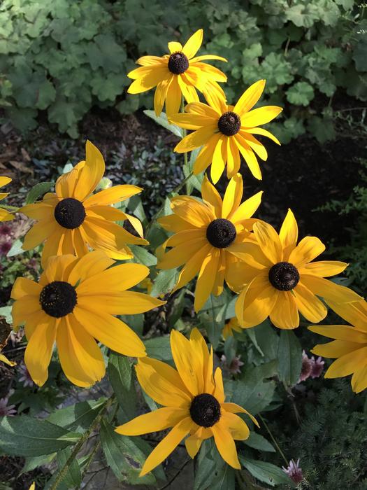 Brown Eyed Susan Nature Flowers free image download
