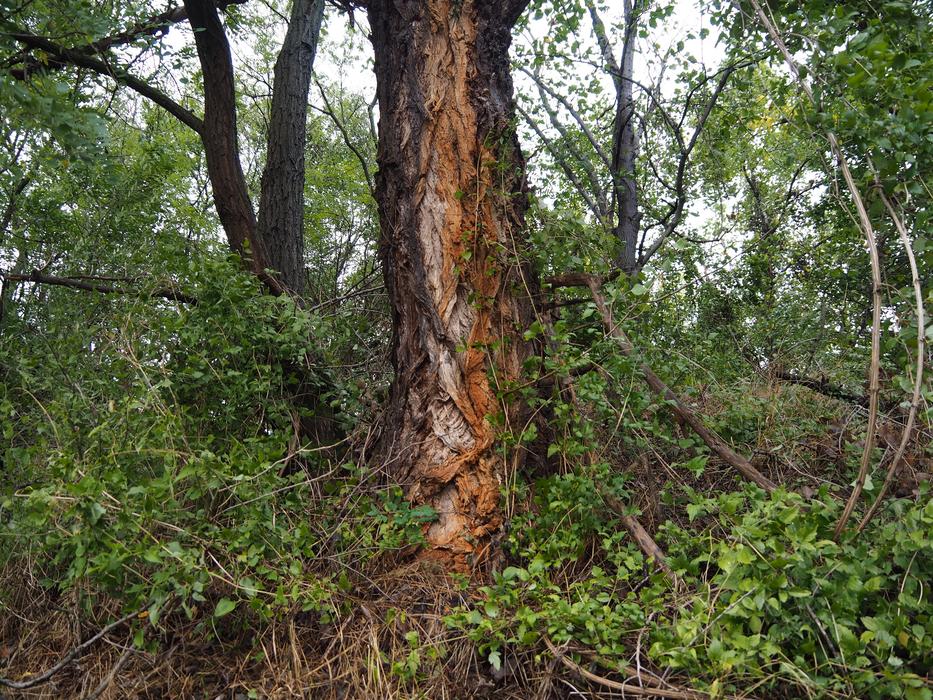 Tree Wood Forest free image download