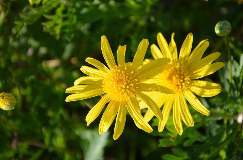 Yellow Daisies Flowers free image download