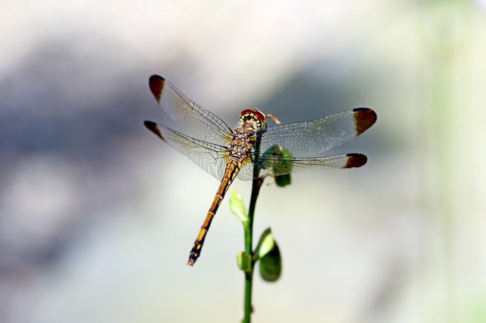 Nature Forest Insects free image download