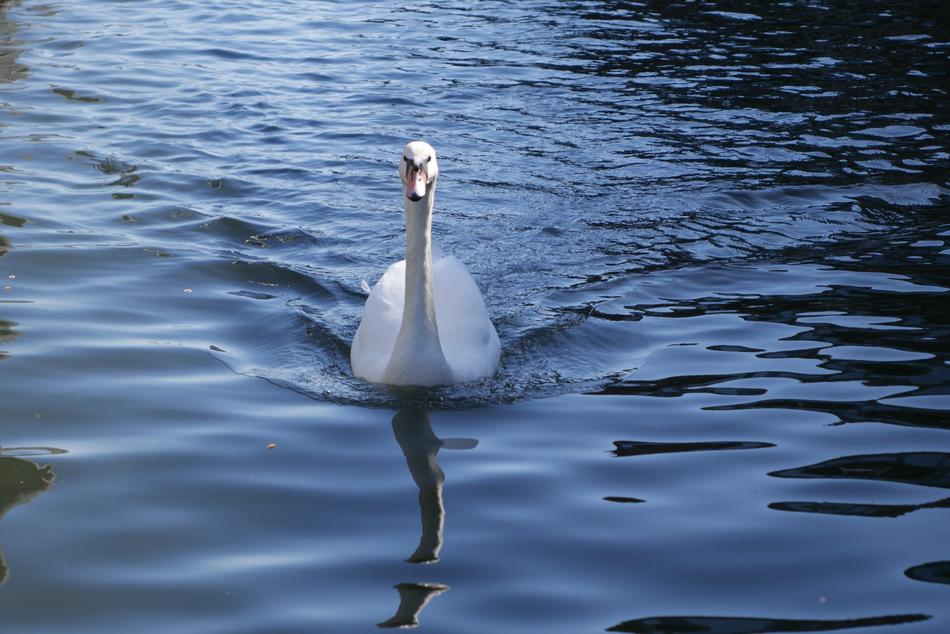 Swan Duck Water free image download