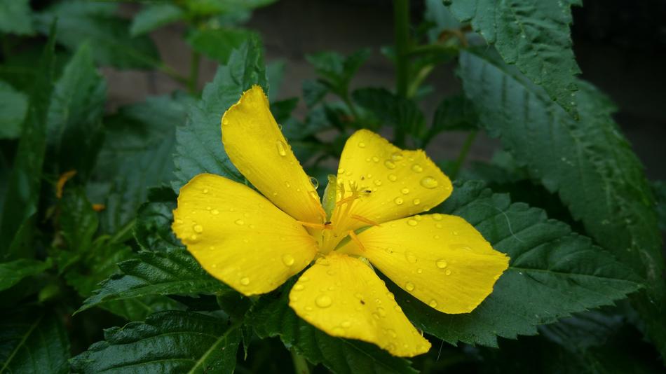 Flower Yellow Dew free image download