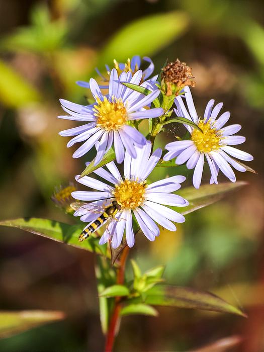 Fleabane Flower Blossom free image download