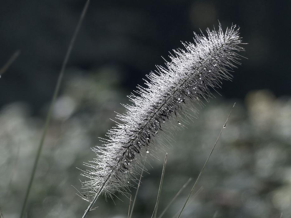 Drip Rain Raindrop free image download