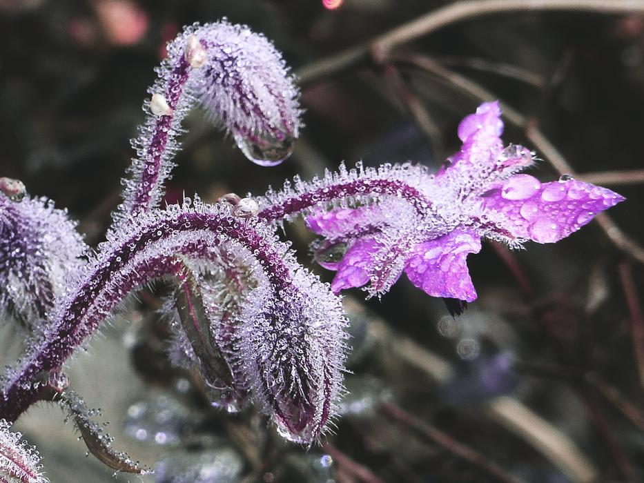 Drip Raindrop Drop Of Water free image download