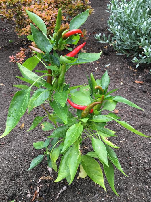 Hot pepper bush free image download