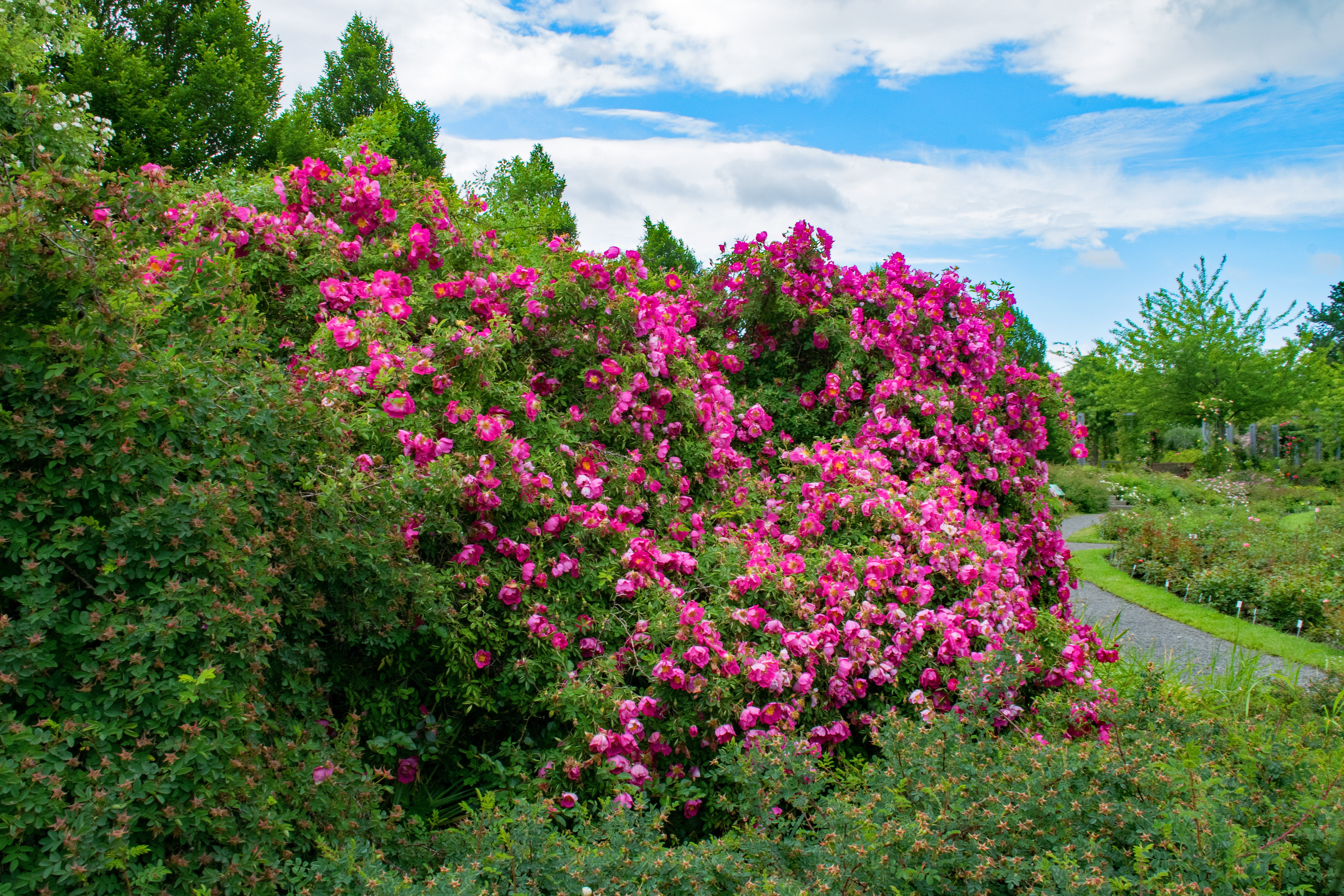 Rose Early Red Shrub free image download