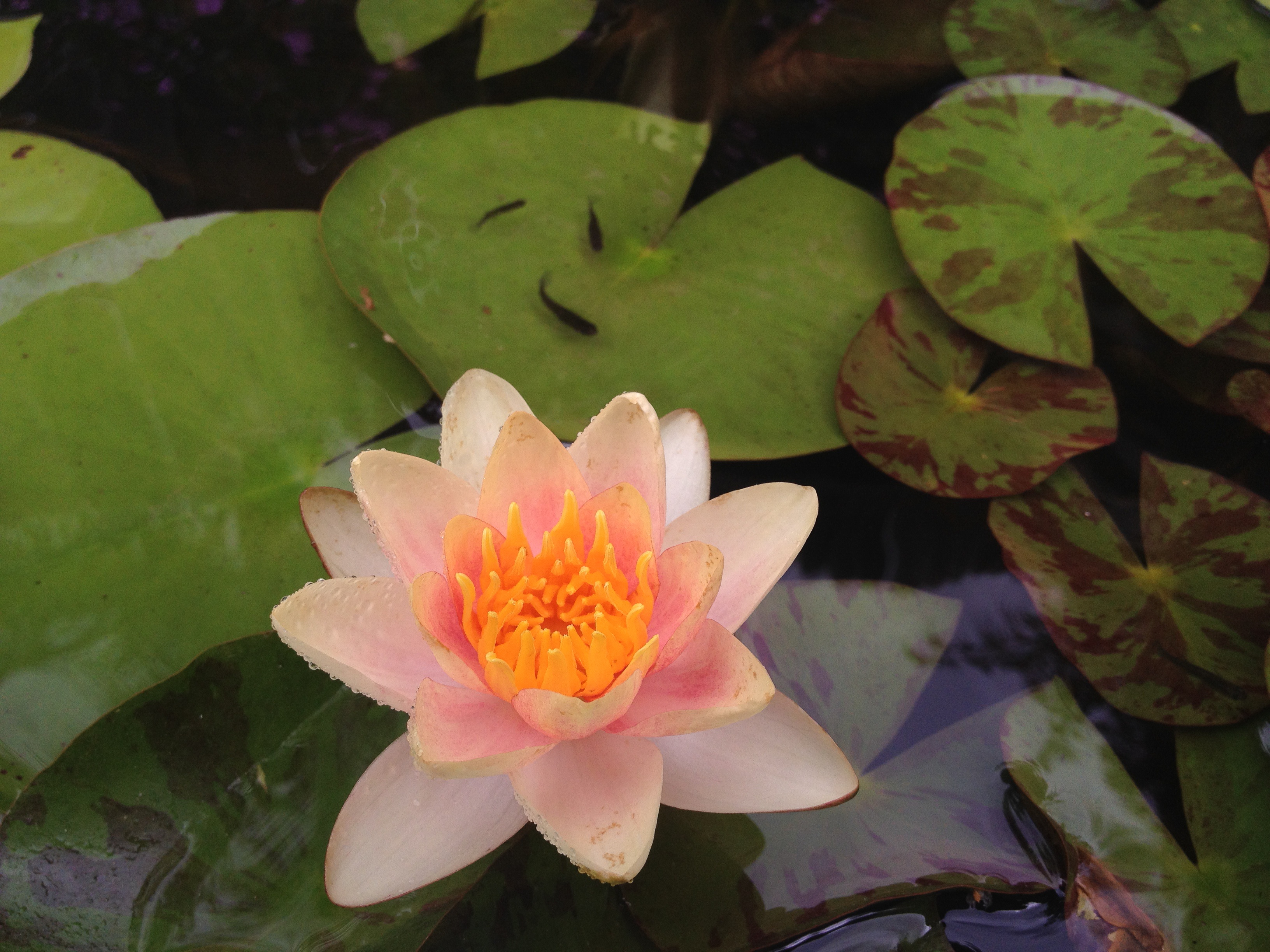 Lily Fish Pond free image download