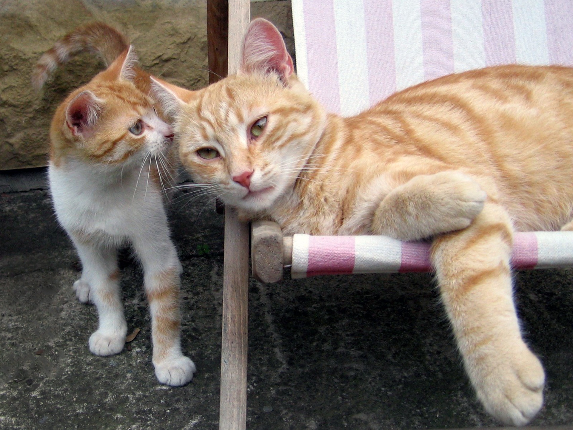 Cat Tomcat Kitten free image download