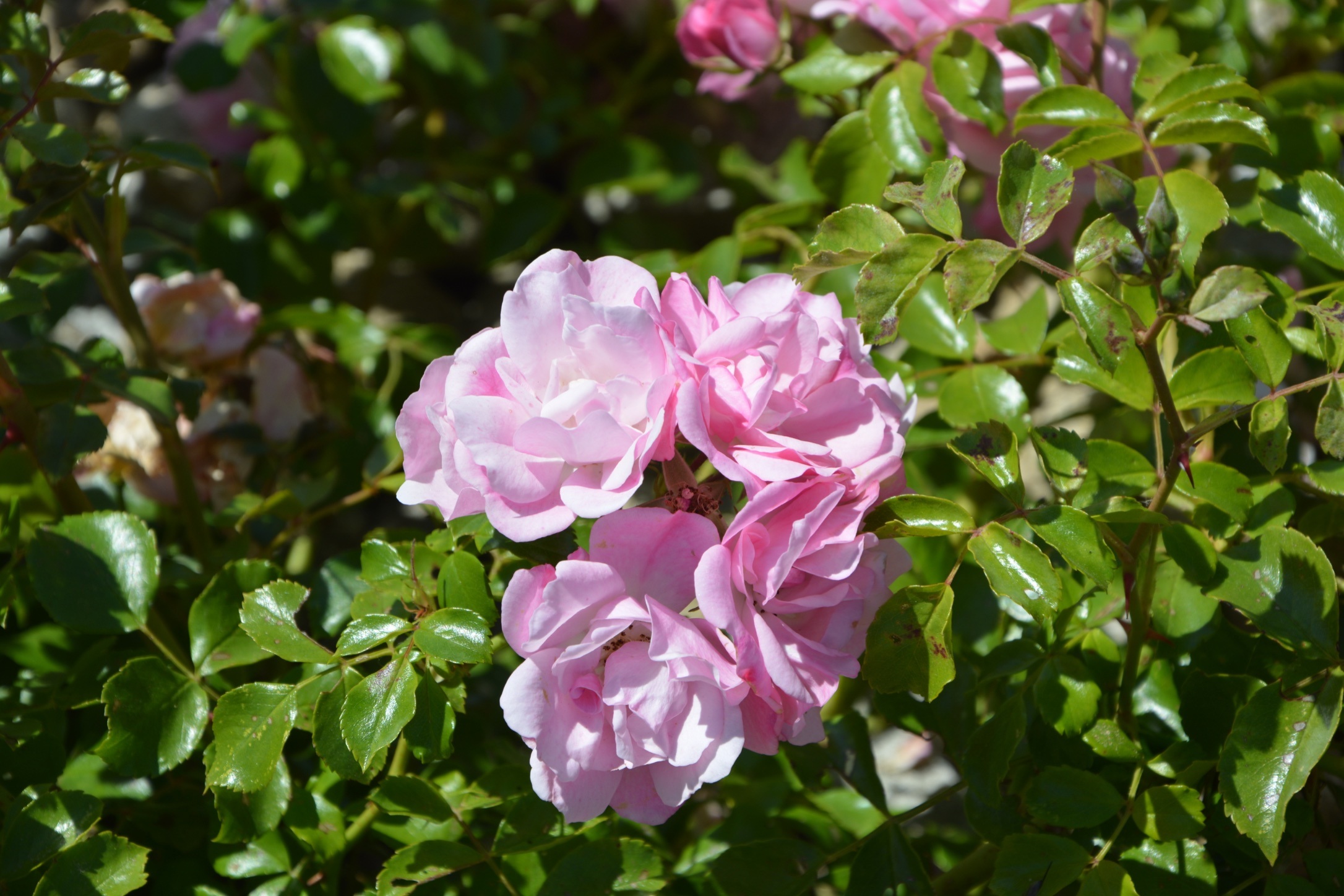 Pink Rosebush Garden free image download