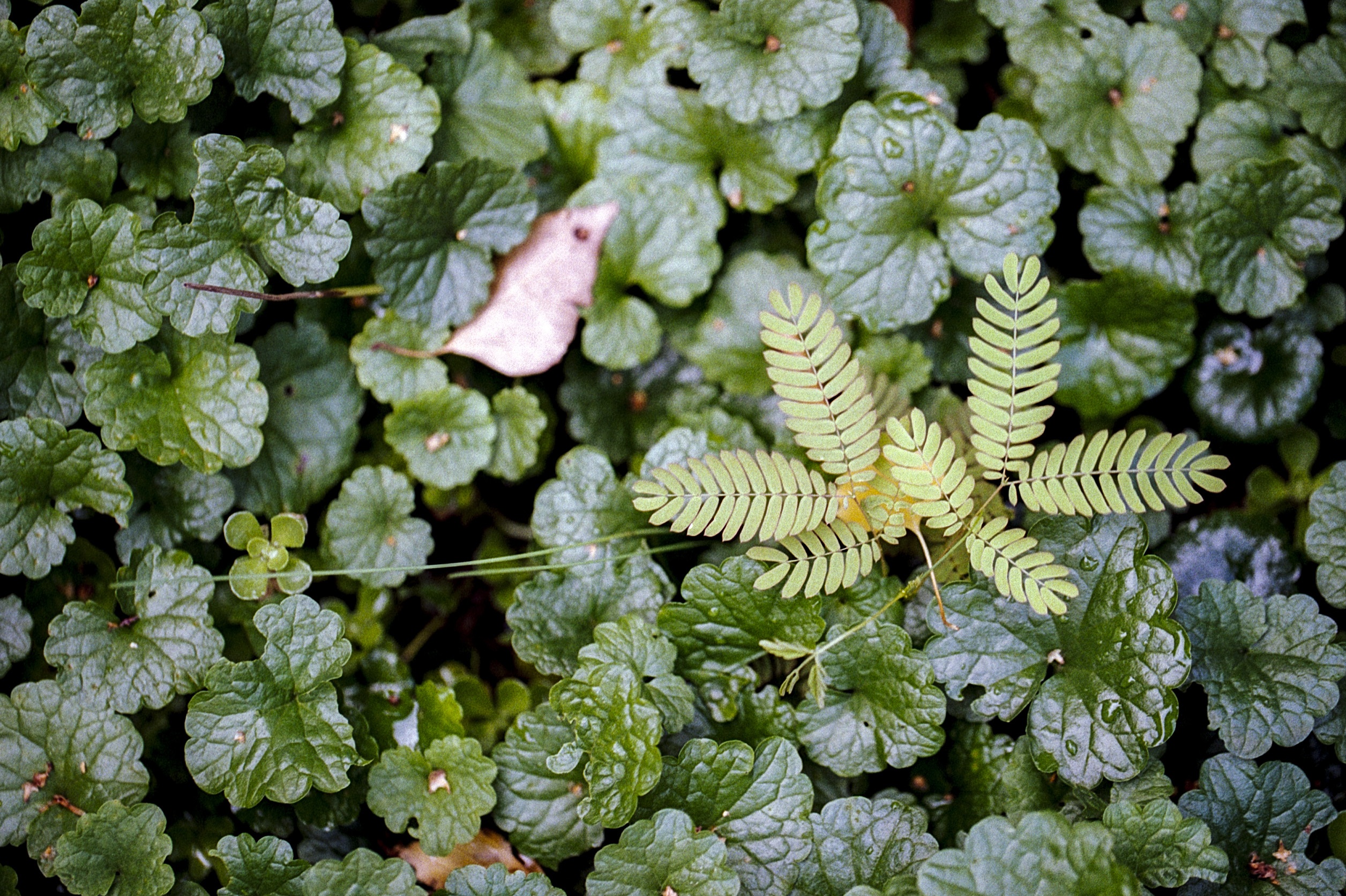 Leaf Leaves Flora free image download
