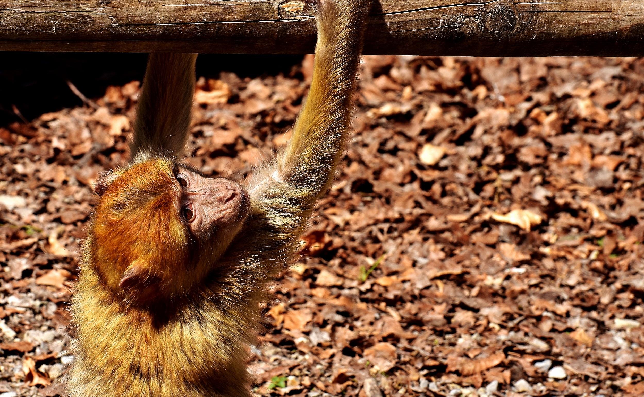 Barbary Ape Endangered Species free image download