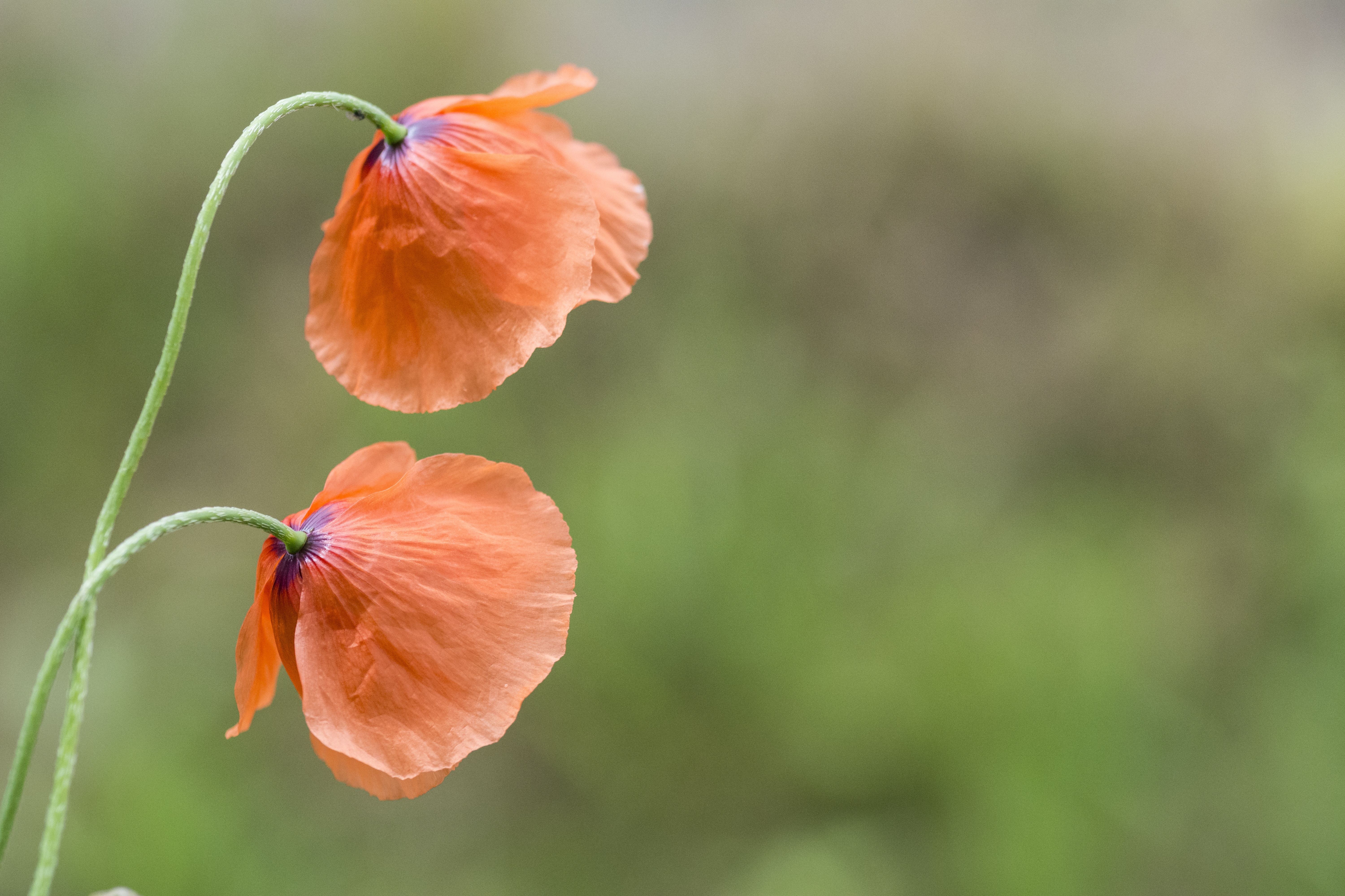 Poppy Flower Tar Red free image download
