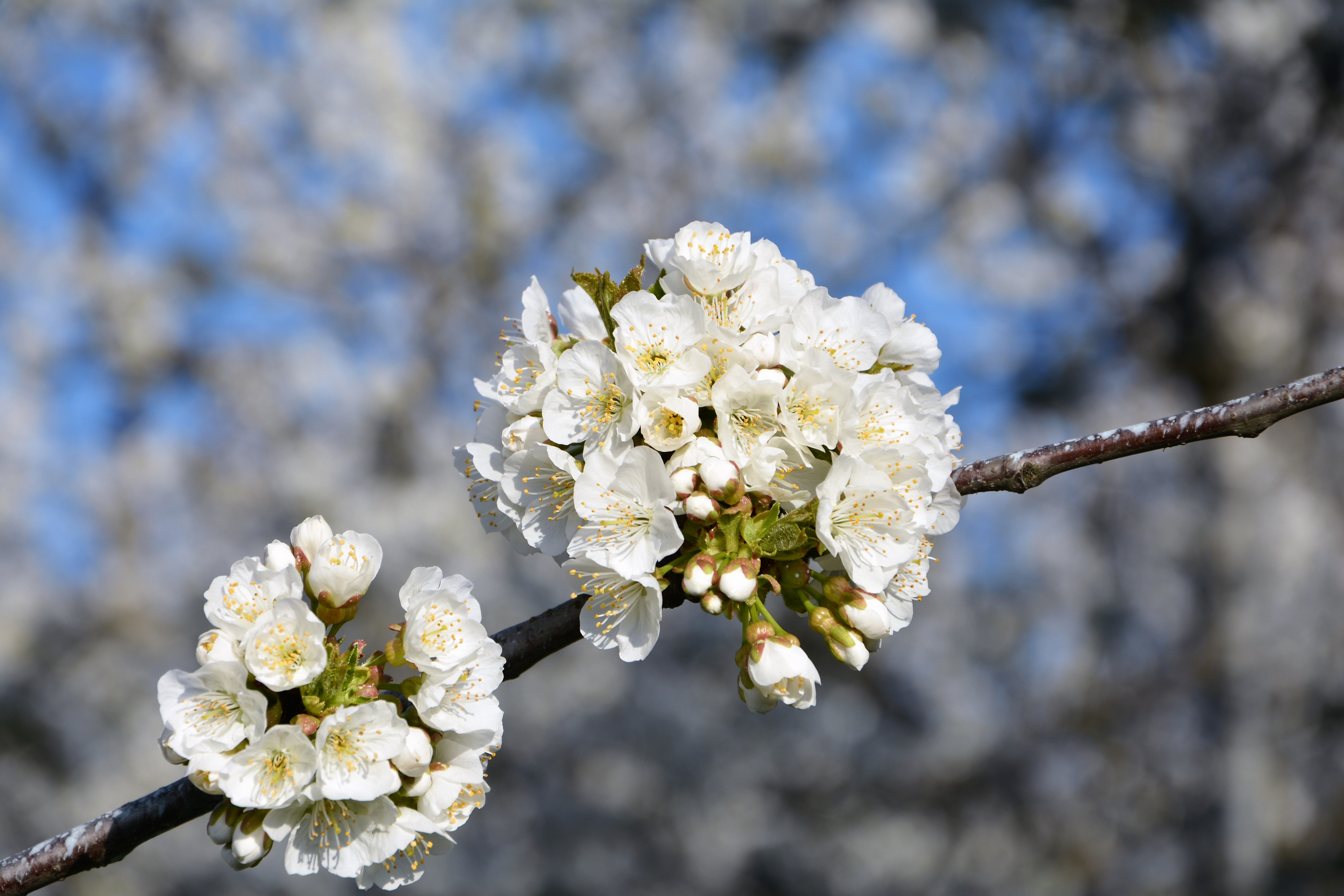 Cherry Flower Sprig free image download