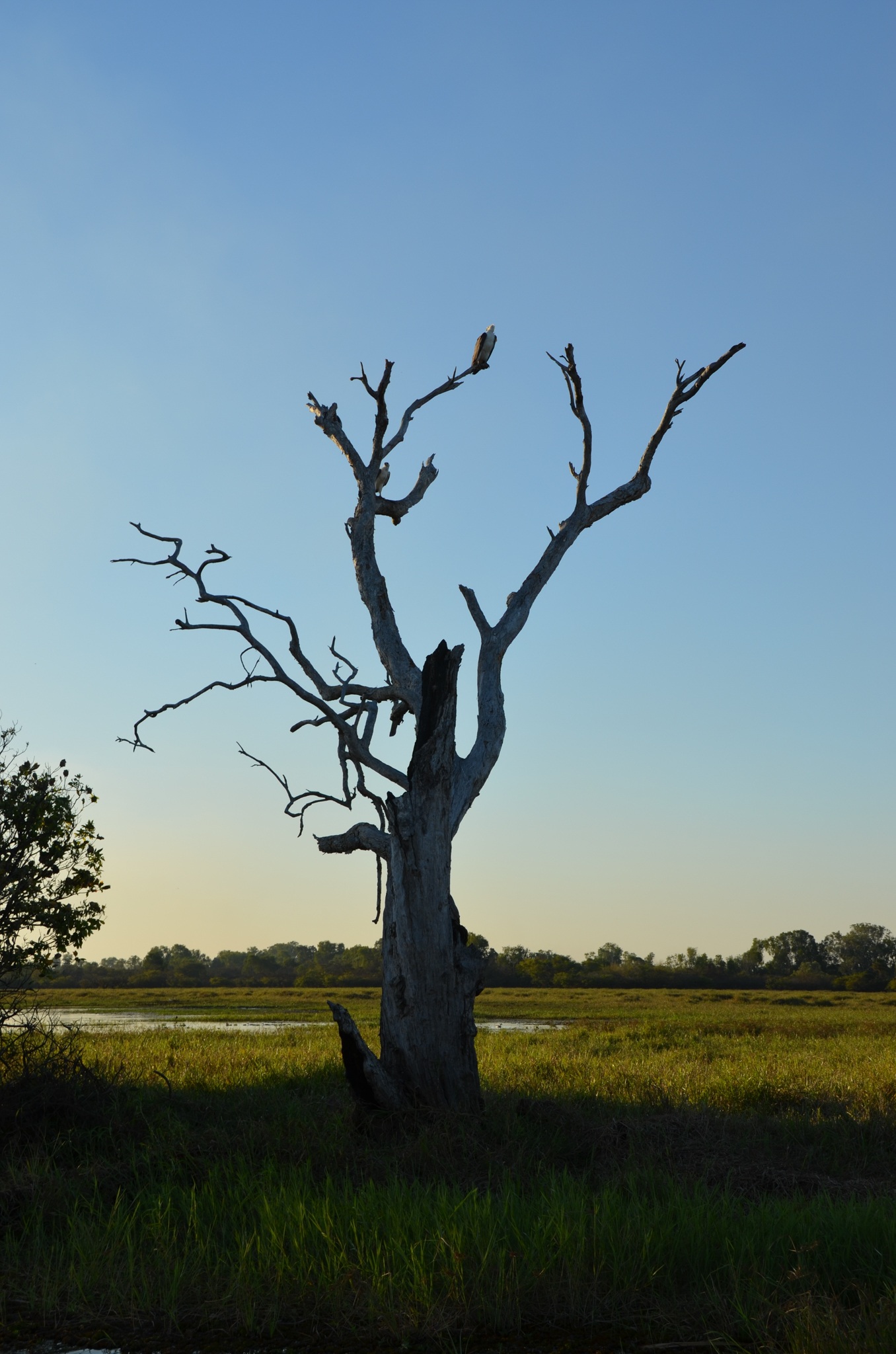 Backlit Sunset Dead Tree free image download