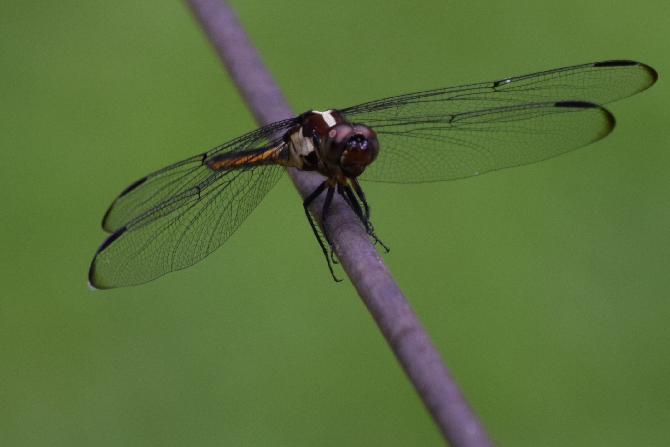 Wild Dragon Fly Insect Flying free image download
