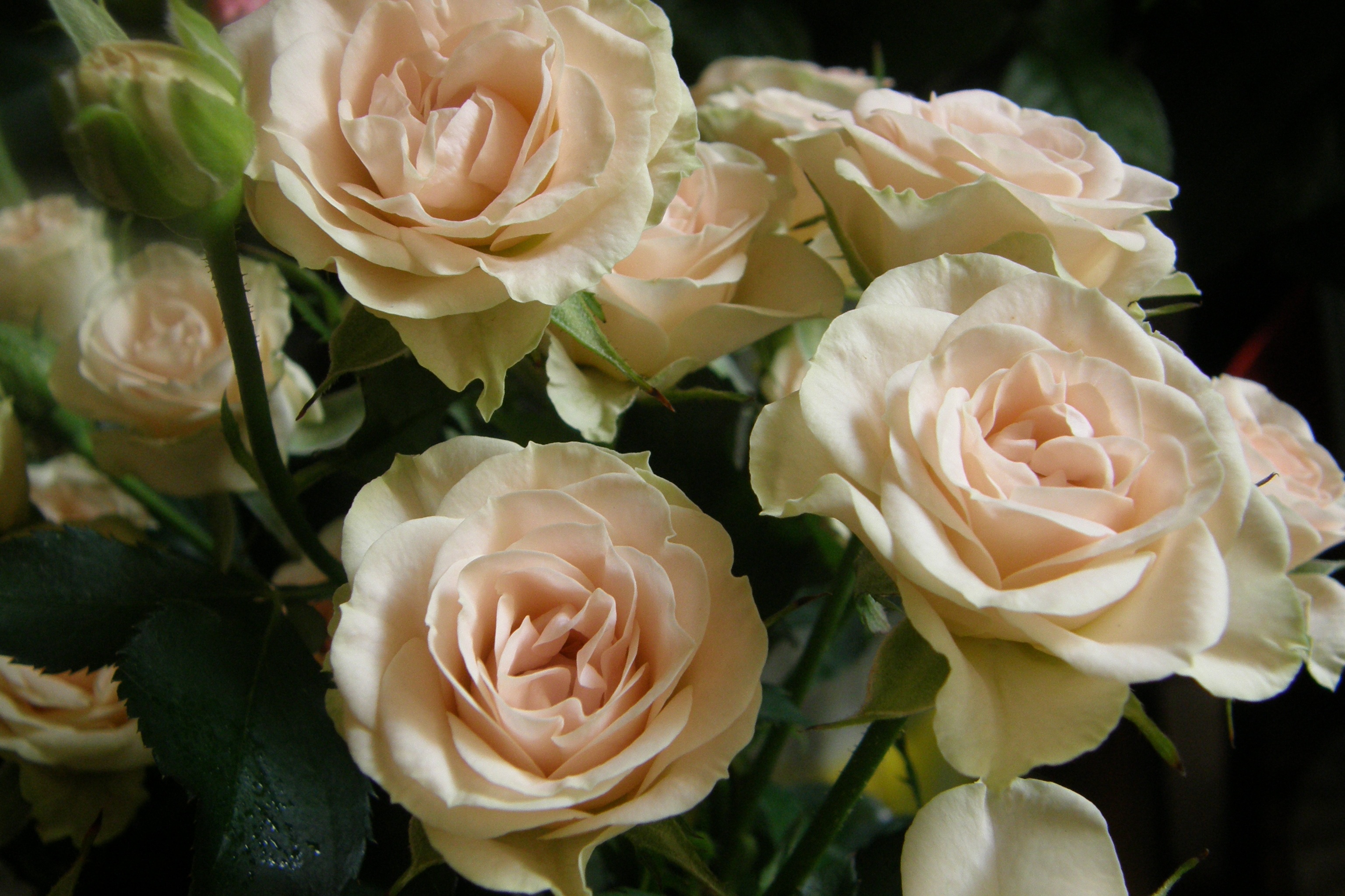 Rose Roses Flower Tender free image download