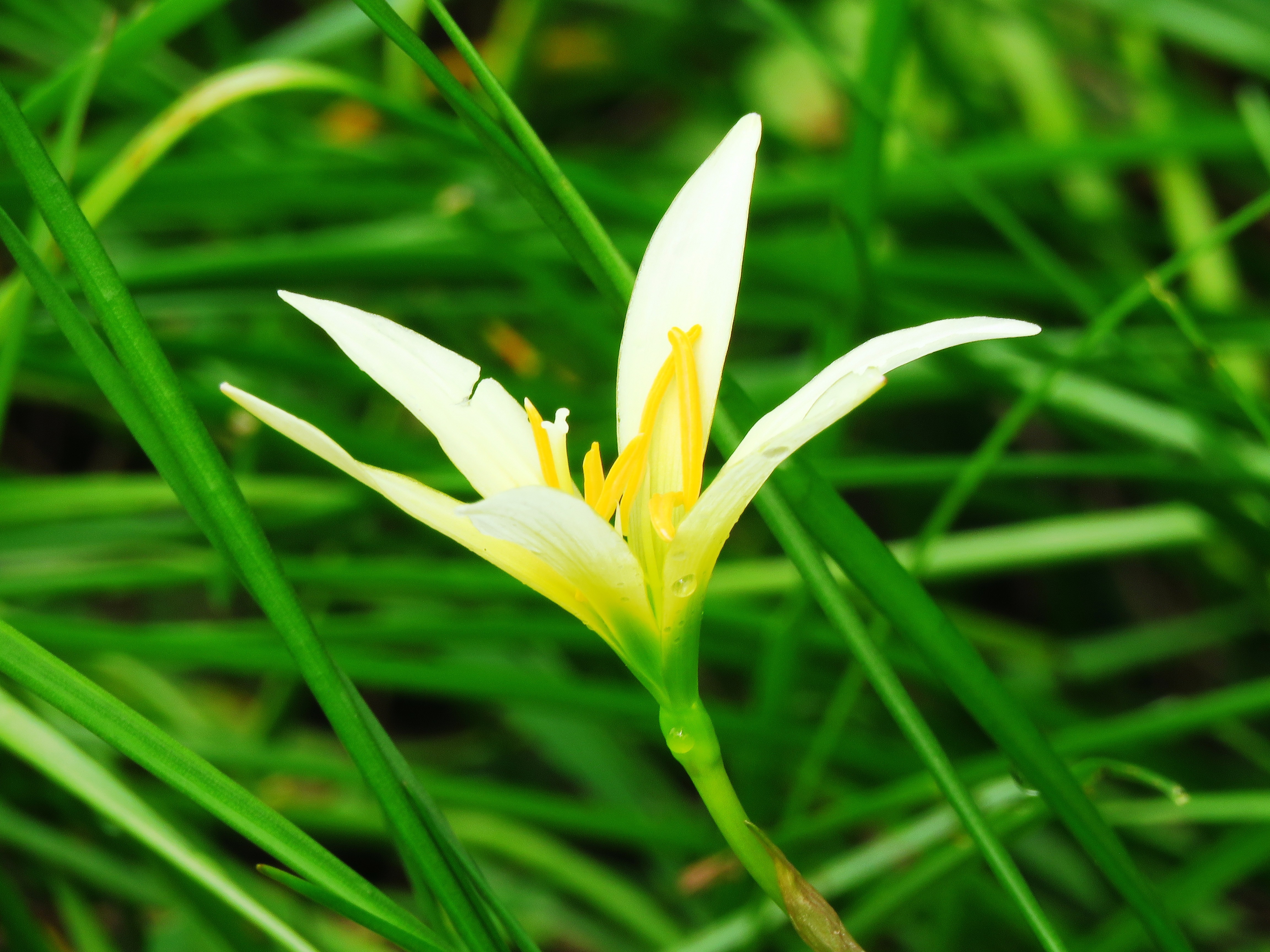 Flower Fresh Nature free image download