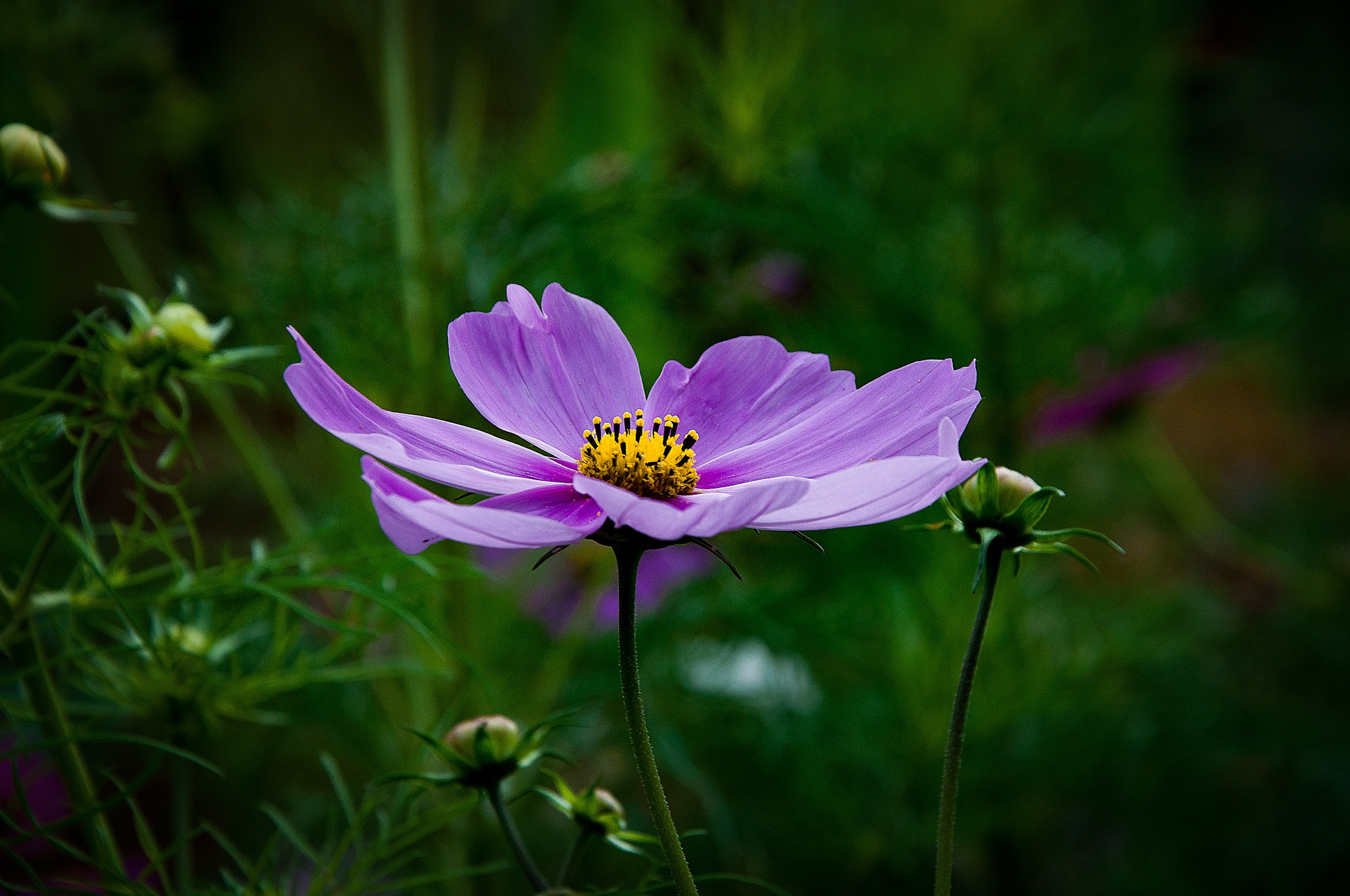 Anemone Purple Flower free image download