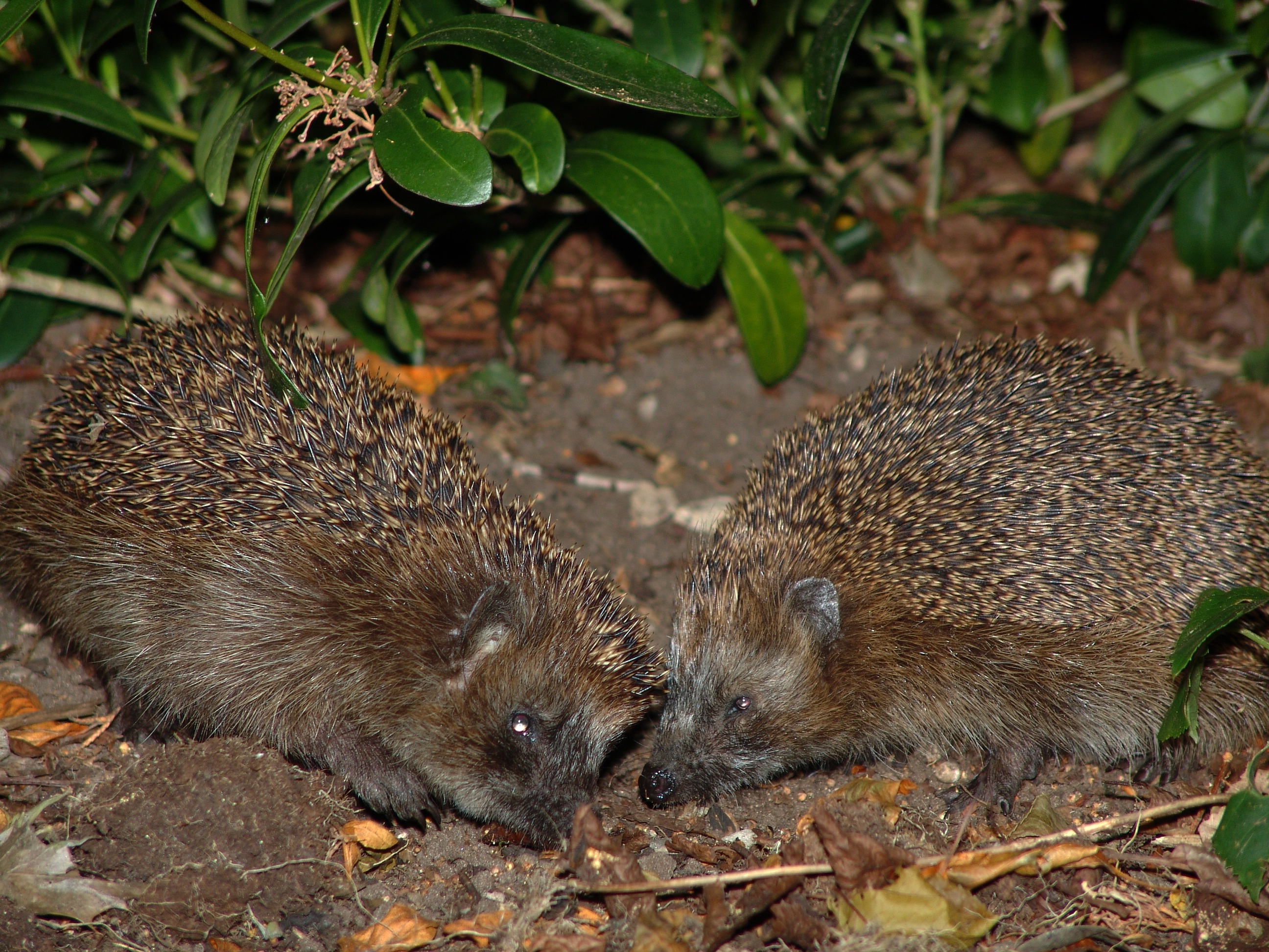 Hedgehog Animals Spur free image download