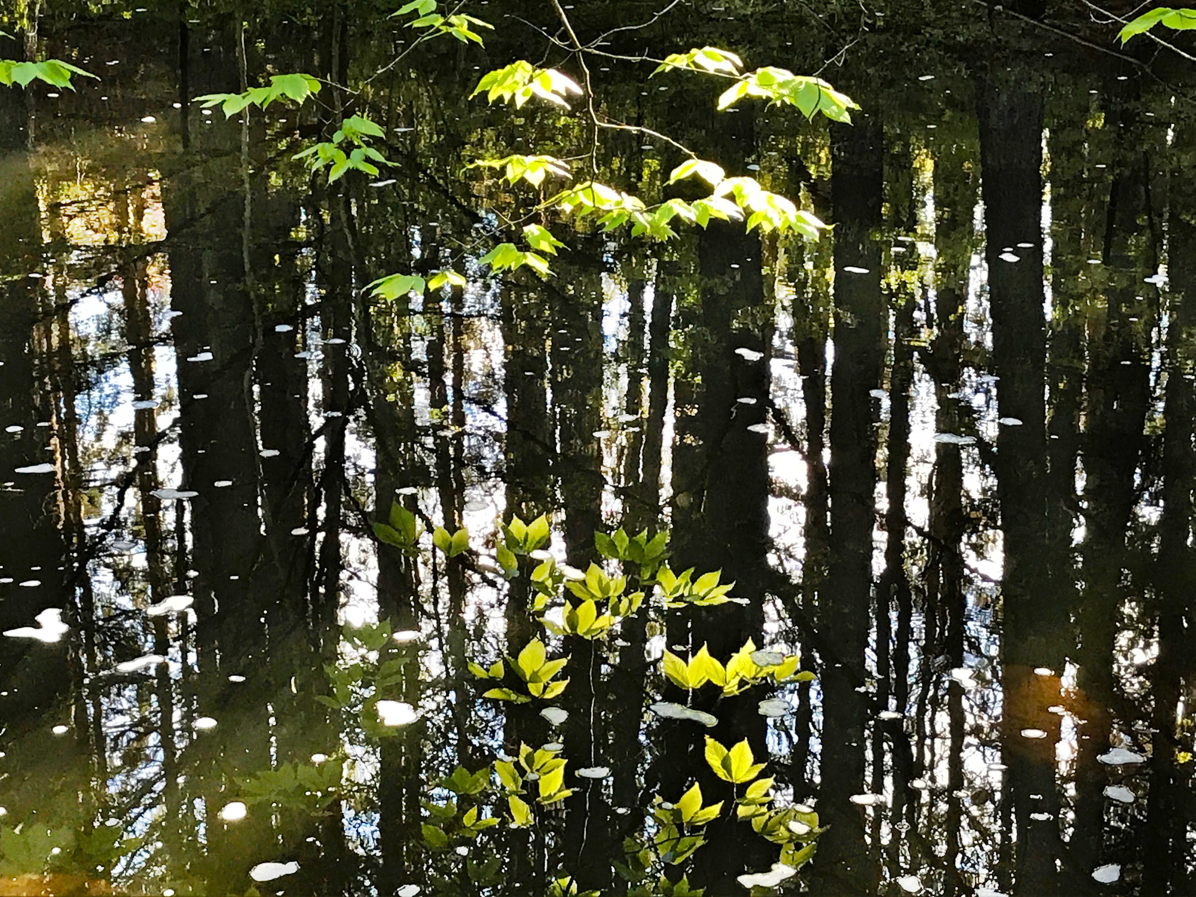 Reflection Leaves Water free image download