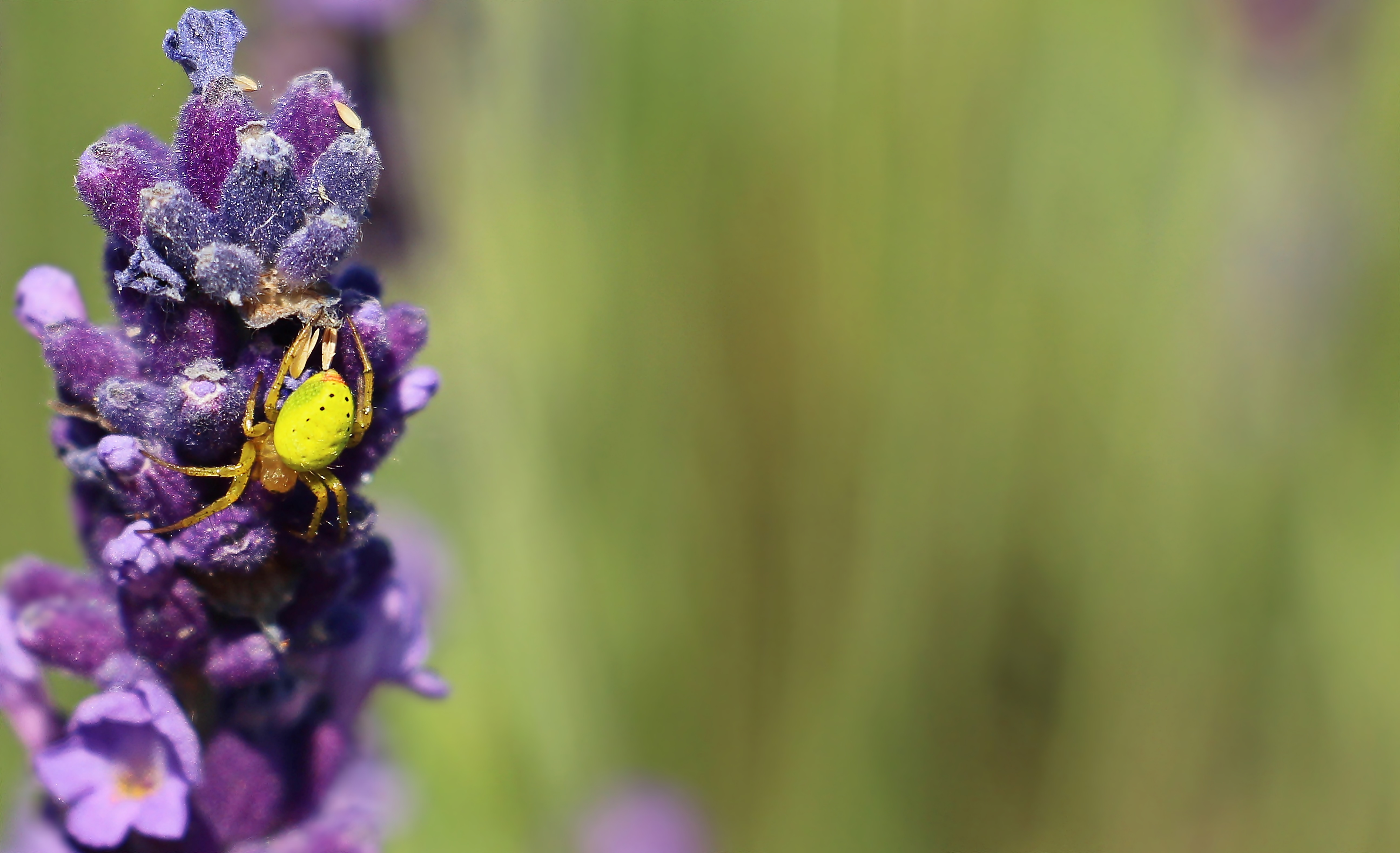 Lavender Spider Flower free image download