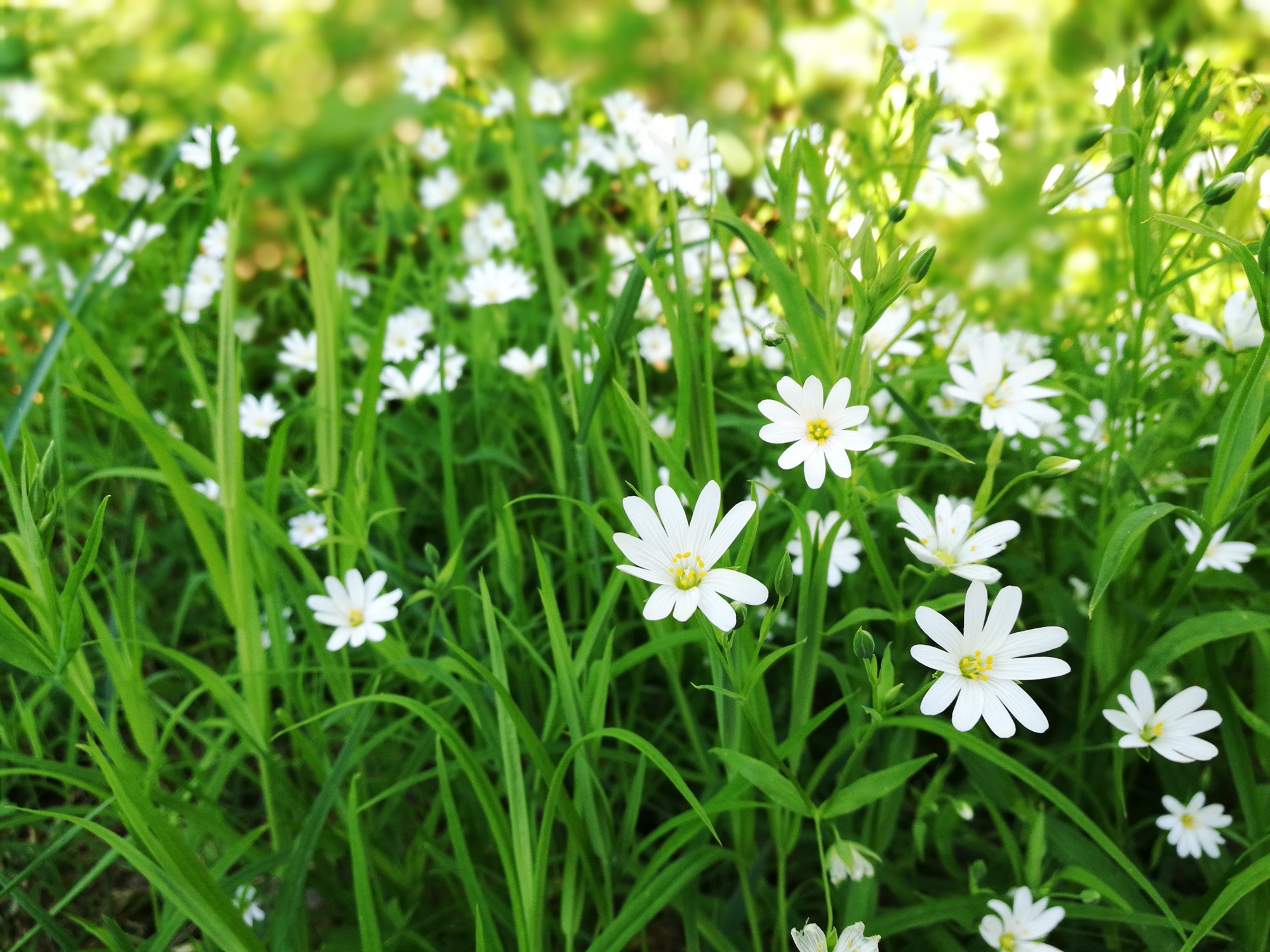 Summer Sommar Flower free image download