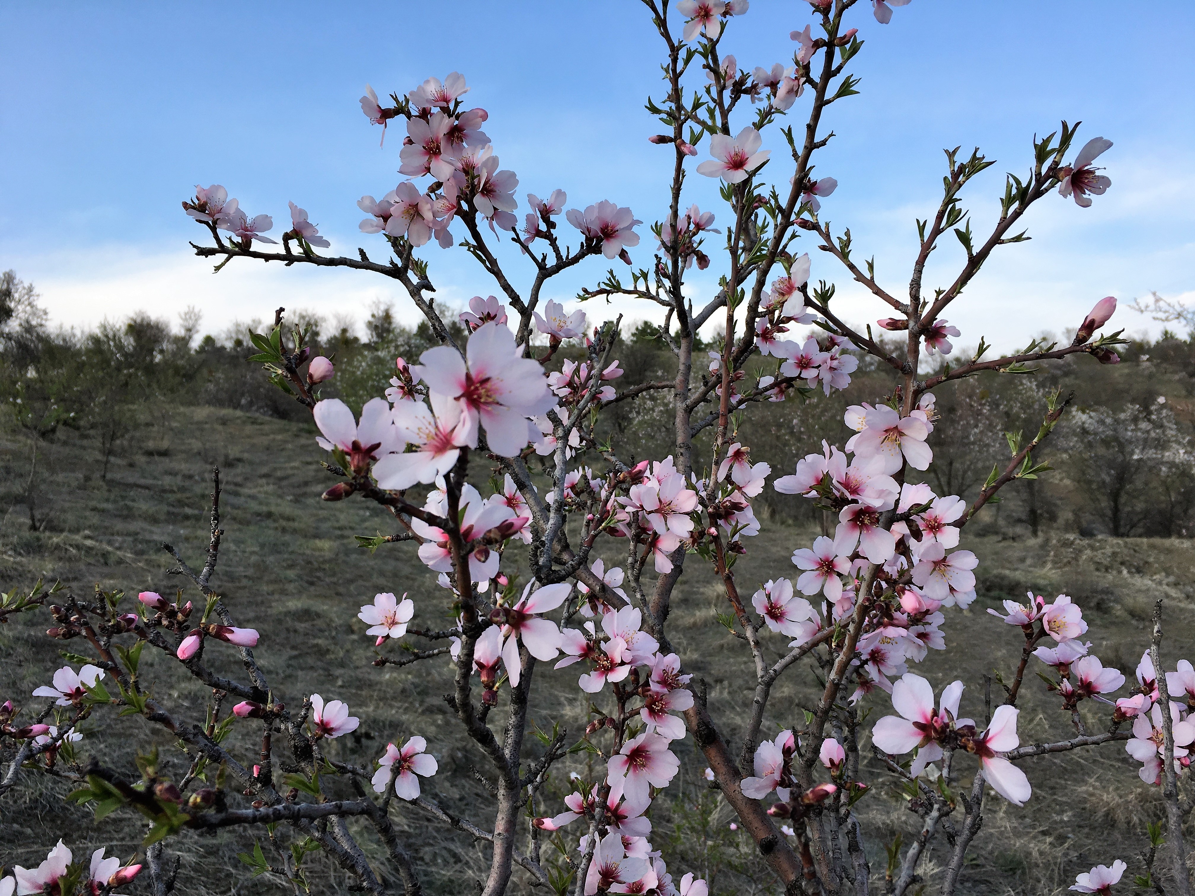 Printemps Spring Primavera Pink free image download