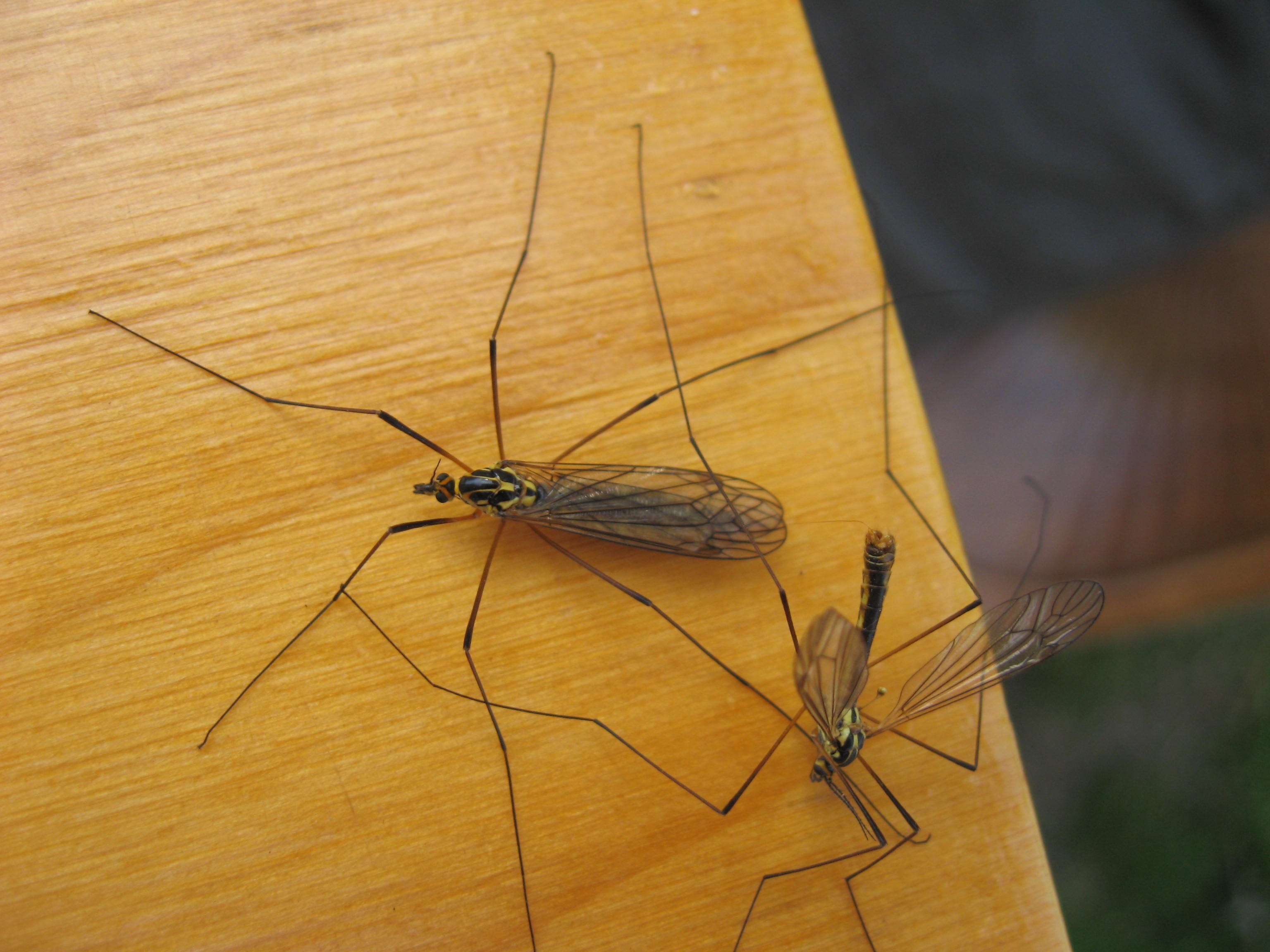 Insects Wild Nature free image download
