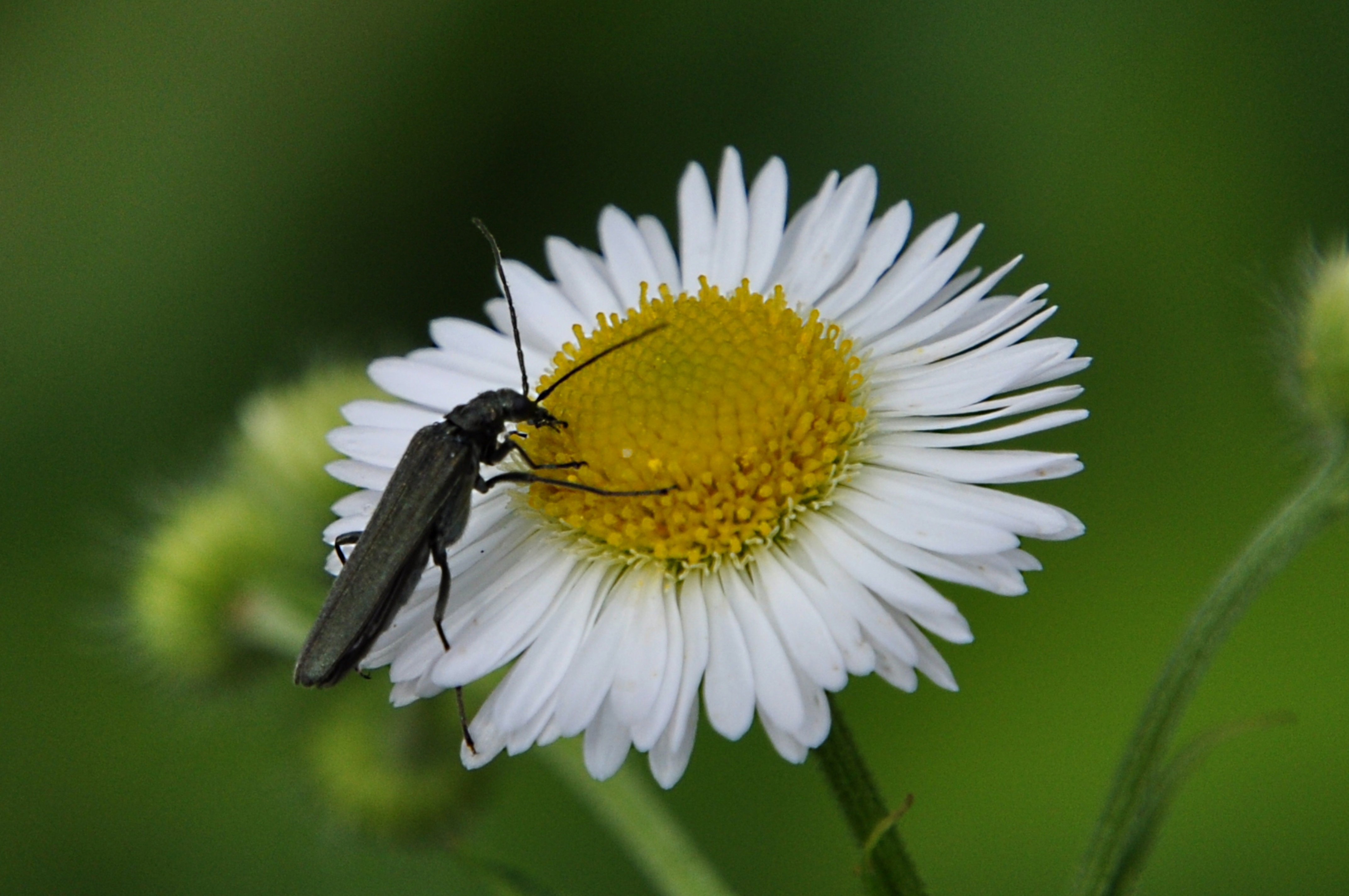 Flower Insect free image download