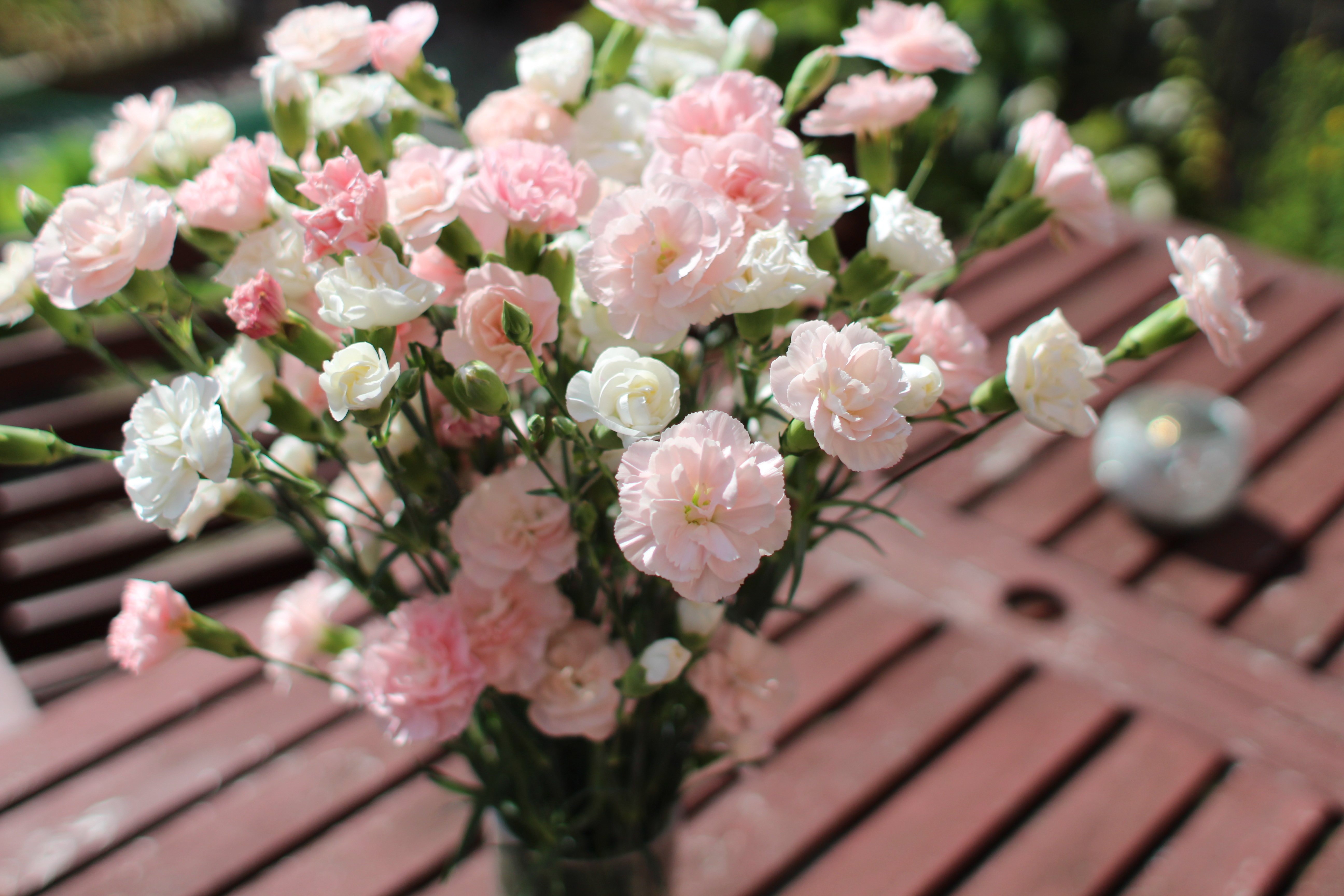 Carnation Pink White free image download